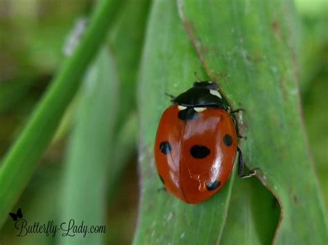 Ladybug Love Butterfly Lady