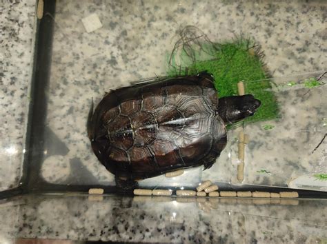 Turtle Identification Request R Turtle