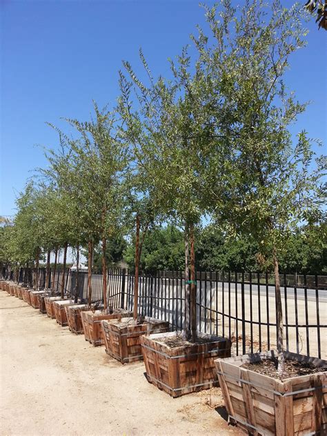 Ulmus Parvifolia True Green Chinese Elm Mid Valley Trees