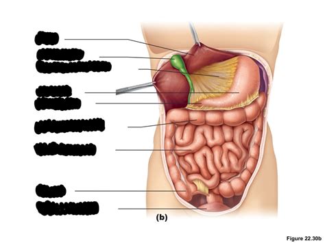 Bio 232 Week 8 Part 9 Diagram Quizlet