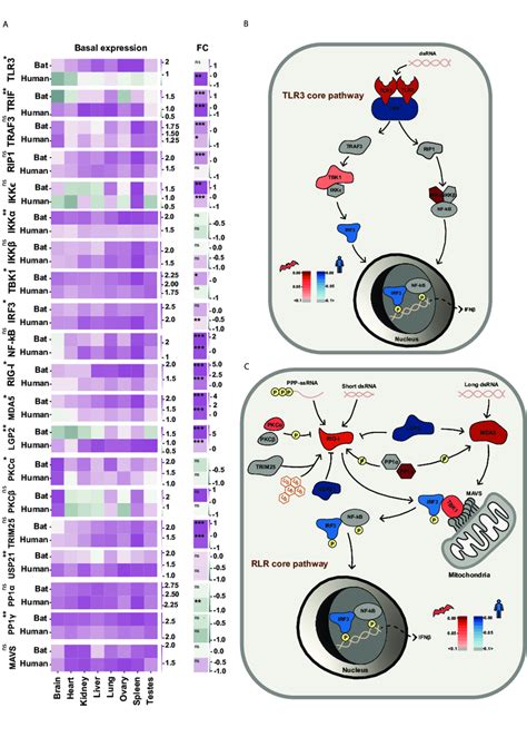 Basal Expression And Dsrna Upregulation Of Genes In Dsrna Sensing