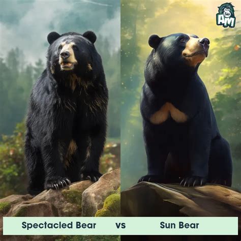 Spectacled Bear Predator Prey Interactions Fights And Aggressive
