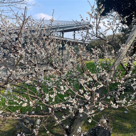 사이프러스 골프and리조트 봄이 왔어요 저희 리조트에도 봄이 찾아 왔네요 매화꽃과 유체꽃이 피고 있네요 아름다운 사이