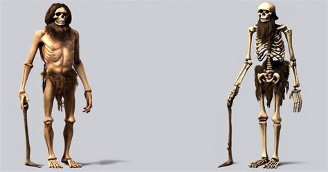 Classifying Australopithecus Gracile And Robust Forms Explained