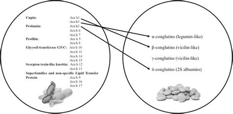Cross Reactivity Between Peanut And Lupin Allergens Download Scientific Diagram