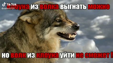 Цитаты волка из тиктока подборка | волк из тиктока l безумно можно быть ...