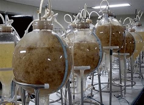 Adventitious Root Cultures In 20 L Balloon Type Bubble Bioreactors Download Scientific Diagram