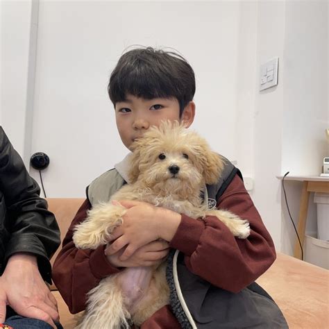 [분양후기]03 22 토이푸들 분양후기 유어펫 공식사이트 강아지분양 고양이분양