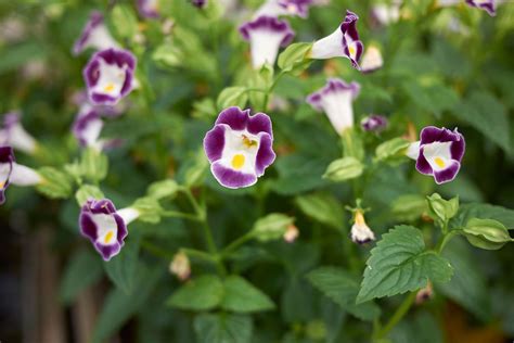 Torenia Wishbone Flower Growing Info And Care Of Wishbone Plants