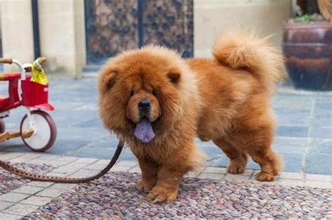 飼養松獅犬前我想你還是先了解這5點 每日頭條