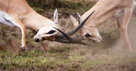 Deer Locking Horns Leadership Vision