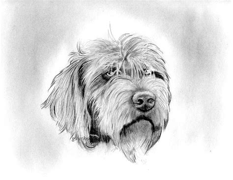 German Wirehaired Pointer Drawing By Gary Tucker Fine Art America