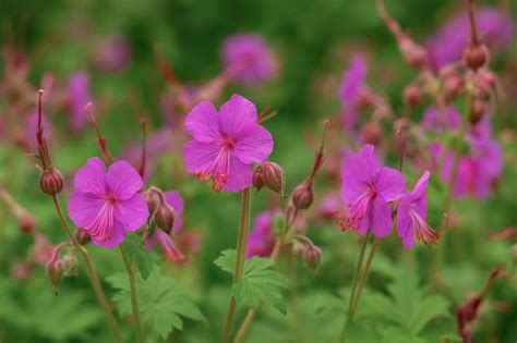 Geranium Macrorrhizum Cranesbill Varieties Uses Care Guide