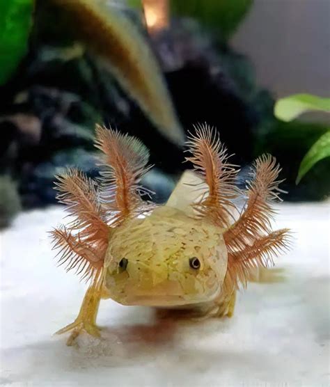 Copper Axolotl Live Aquatic Salamander In Store Pickup Ttw