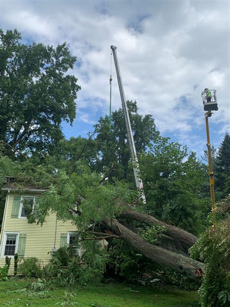 Photo Gallery Tandt Tree Service