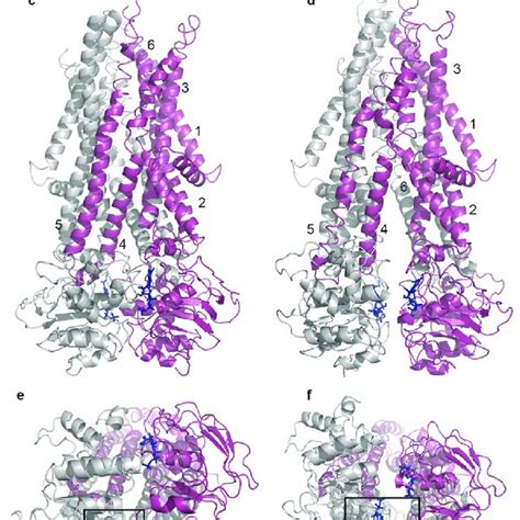 Atp Bound Inward Facing And Outward Facing Structures Of Abcd1 A C