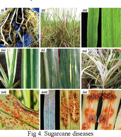 Figure 4 From Deep Learning For Enhancing Sugarcane Disease Detection