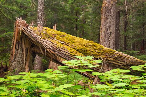 Guide To Washington States Ancient Forests Giant Trees And Old