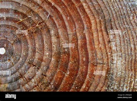 Count Age Tree Hi Res Stock Photography And Images Alamy