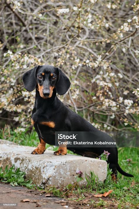 개 쇼에서 검은 색과 황갈색 색상의 표준 부드러운 머리 닥스 훈트 토끼 닥스훈트 십대 얼굴 초상화 클로즈업 개는 조심스럽게 앞을 내다보고 아름답게 포즈를 취합니다 0명에