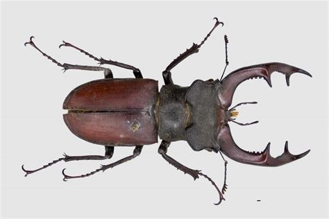 Lucanus Cervus Uk Beetle Recording
