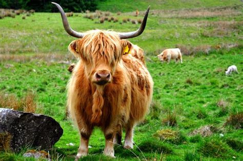 Marha Cuki TÖrpe Marha Tej