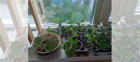 Укорененные черенки сортовых пеларгоний купить в Москве Товары для дома и дачи Авито