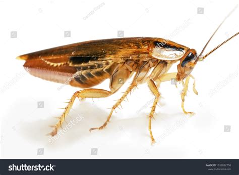 295 Imágenes De Broken Rear Wing Imágenes Fotos Y Vectores De Stock