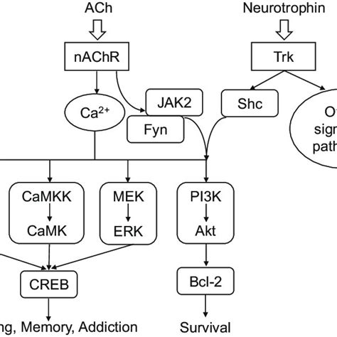 4 A Proposed Model Of Cholinergic Transmission In Cns After Release