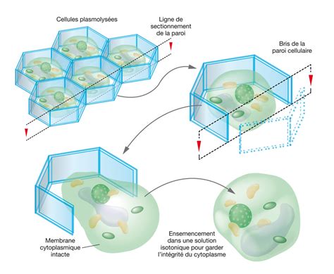 Cellule Végétale En Solution Hypotonique