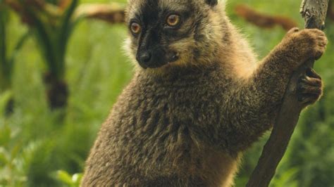 Where To Watch Madagascar Penguins