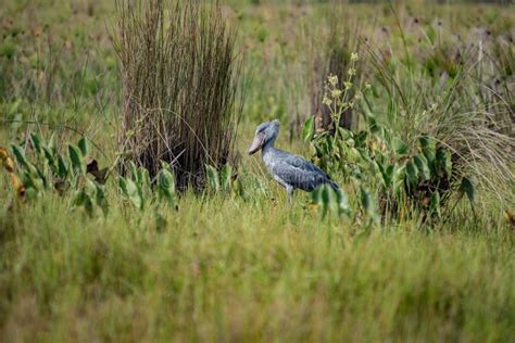 African Balaeniceps Balaeniceps Rex Stock Image Image Of Close
