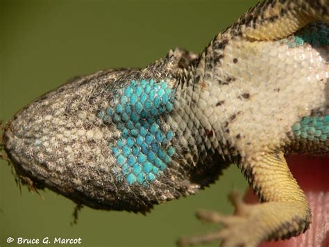 Oregon Blue Belly Lizard