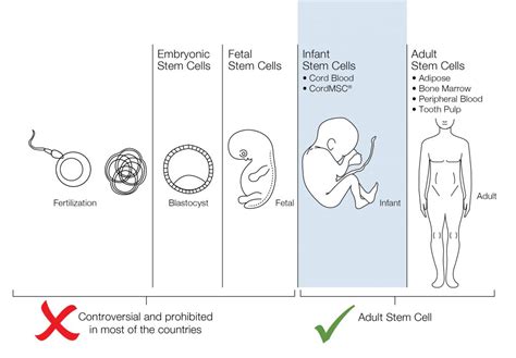 Cellpedia Stem Cells