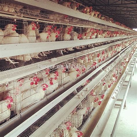 Poultry Farming Equipment Manufacturer Automatic Poultry Battery Cage