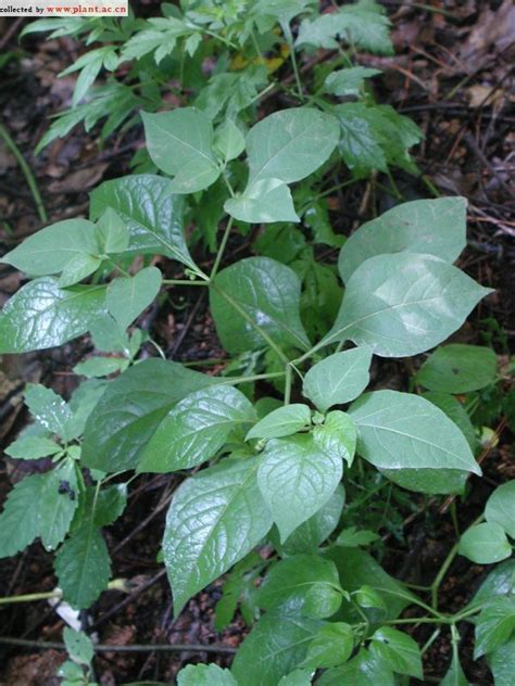 Physaliastrum Japonicum Franch Et Sav Honda