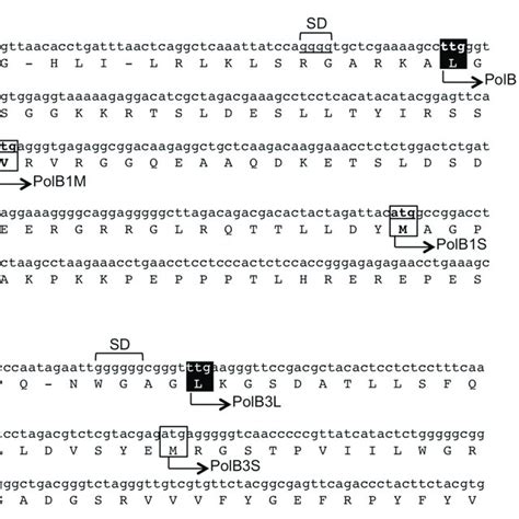 The Steps In Dna Replication In Archaea Top Archaeal Circular