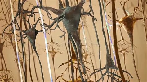 Diffuse Axonal Injury Is Caused By A Combination Of Acceleration Deceleration And Contact