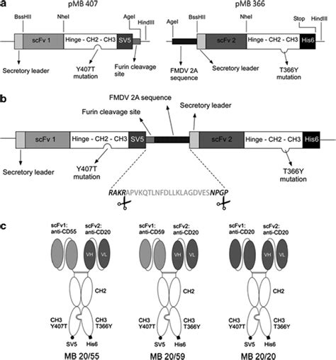 Schematic Representation Of The Bsabs Expression Vector A Scfv Of