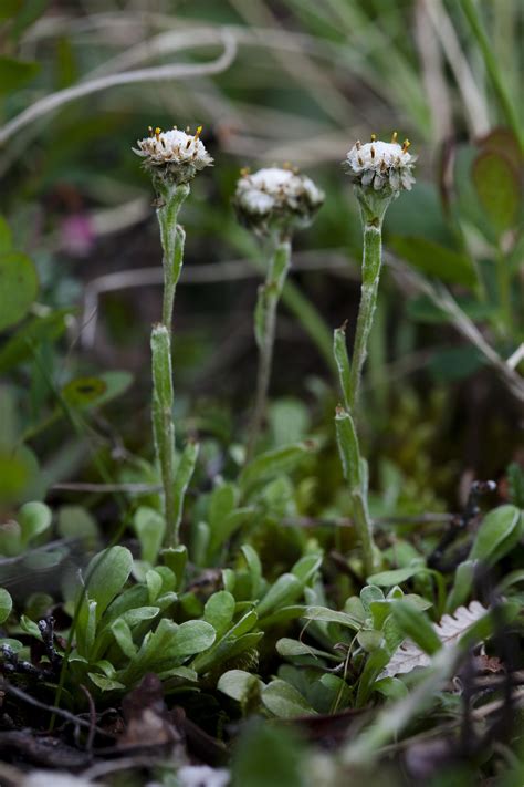 Pygmy Pussytoes Antennaria Monocephala Care Guide Pests Diseases