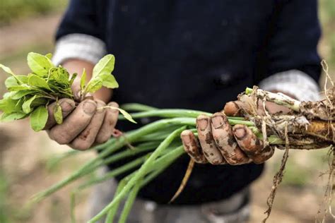 Reexistencia Agroecología Y Cooperativismo En Argentina Angular