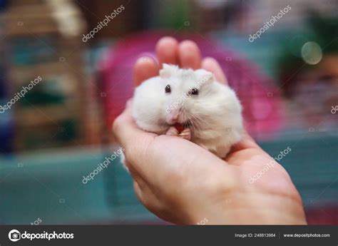 Cute Winter White Dwarf Hamster
