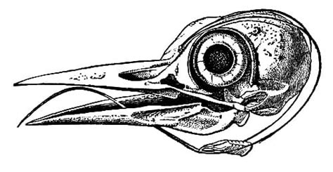 Woodpecker Skull Encyclopedia Of Alabama