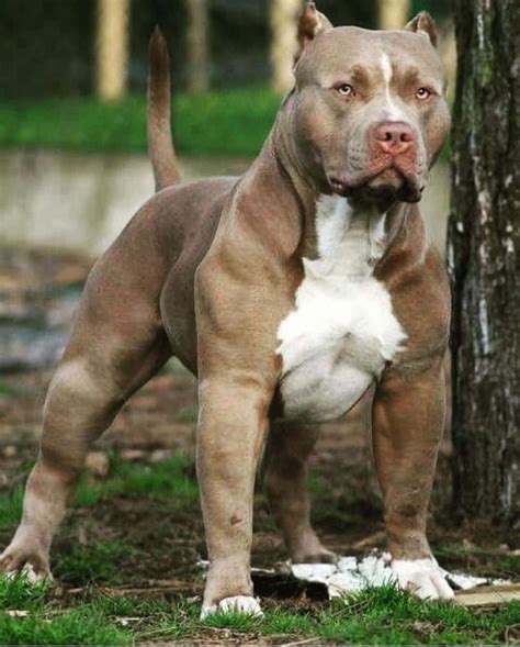 Fondos De Pantalla Y Salvapantallas De Perros Pitbull Gratis 100 ]