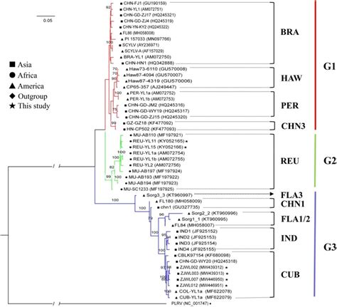 Maximum Likelihood Ml Phylogenetic Tree Constructed Using Iq Tree