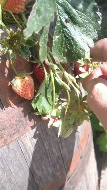 Домашняя клубника 🍓🍓 Youtube