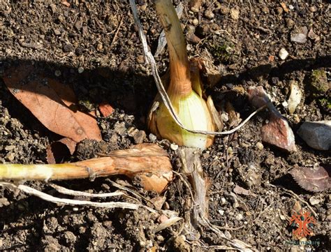 Allium Ascalonicum L