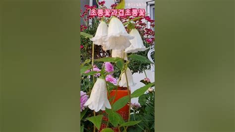 박서진눈물인가봐겹섬초롱꽃섬초롱꽃 Youtube