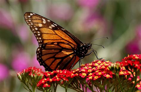 1600x900 Wallpaper Monarch Butterfly Danaus Plexippus Peakpx