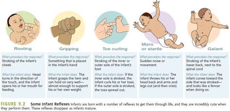 Infant Reflexes Uf Health University Newborn Assessment Pediatric